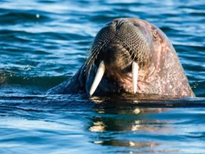 Bucket List Trips for Boomers and Seniors for a Trip of a Lifetime