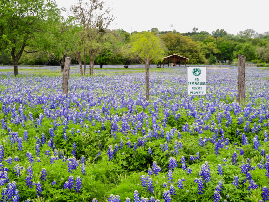 Texas Hill Country Road Trip to See the Bluebonnets