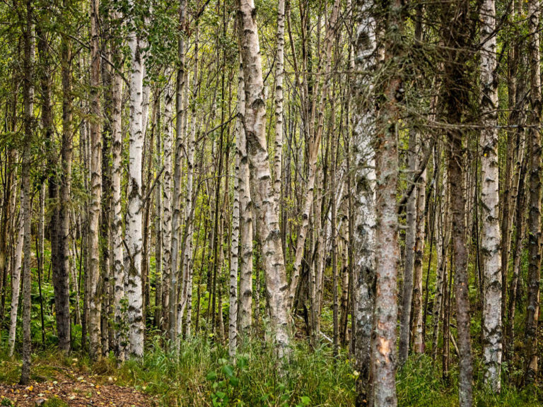 The Best Things to Do in Anchorage Before or After a Cruise