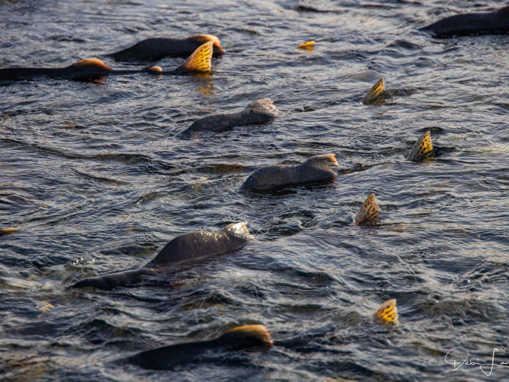 How to Go Kodiak Island Bear Watching in Alaska