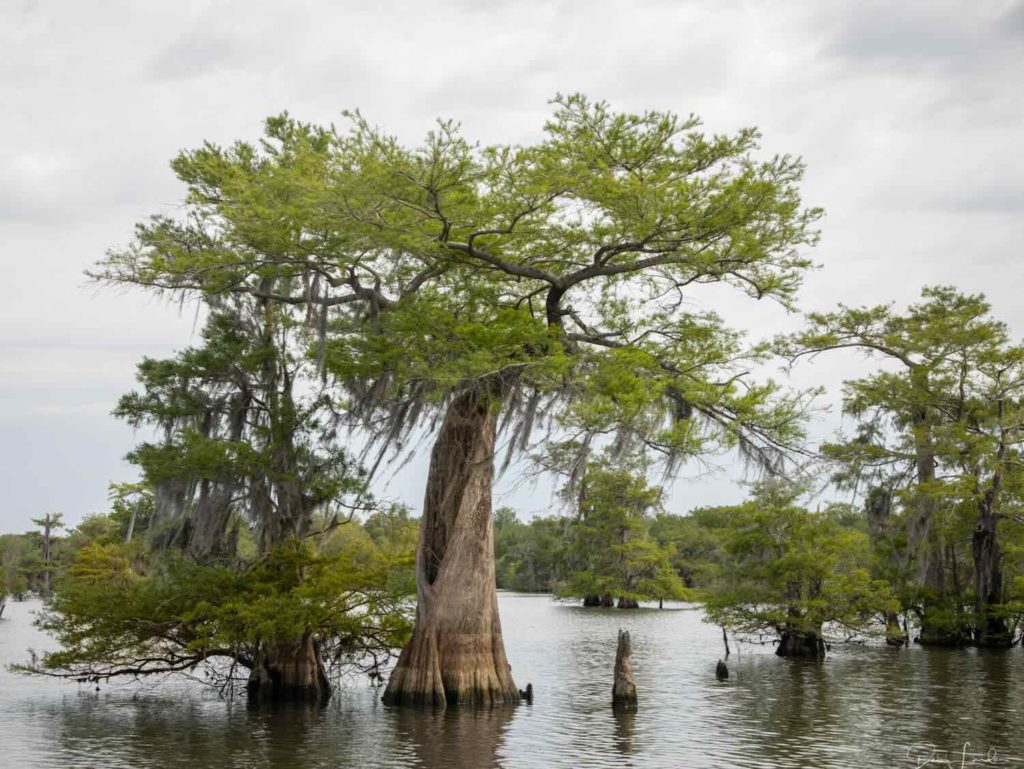 Explore the Forgotten Coast in Gulf County, Florida