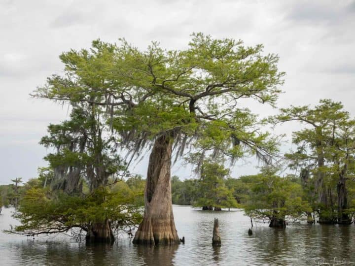 Explore the Florida Forgotten Coast in Gulf County