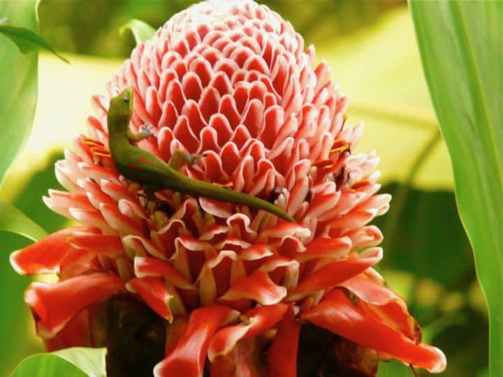 Tips for Visiting Akaka Falls State Park near Hilo, Hawaii