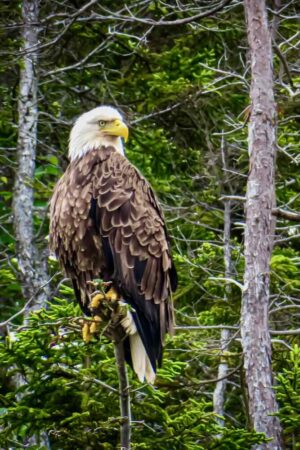 Best Things to Do in Central Newfoundland for Boomers